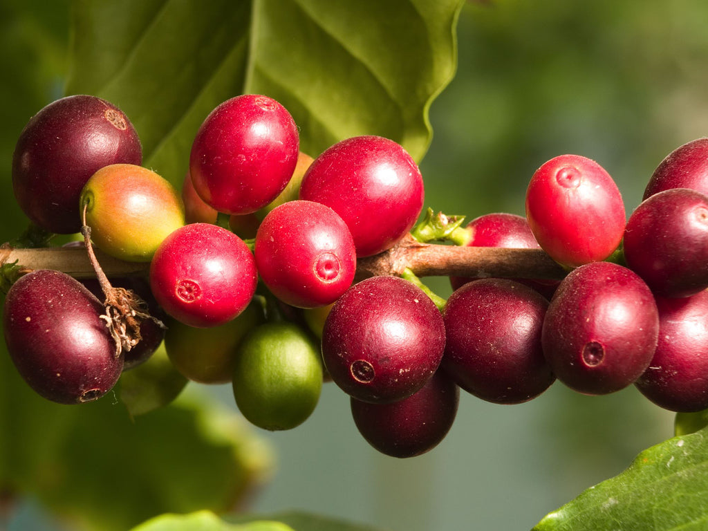 Panama Geisha Coffee Beans