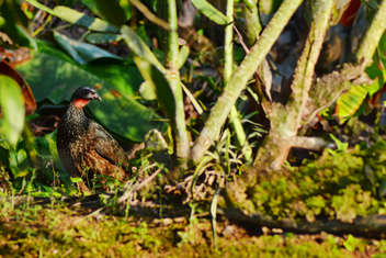 Wild Jacu Bird Coffee - Ethically Sourced Beans | Sea Island Coffee