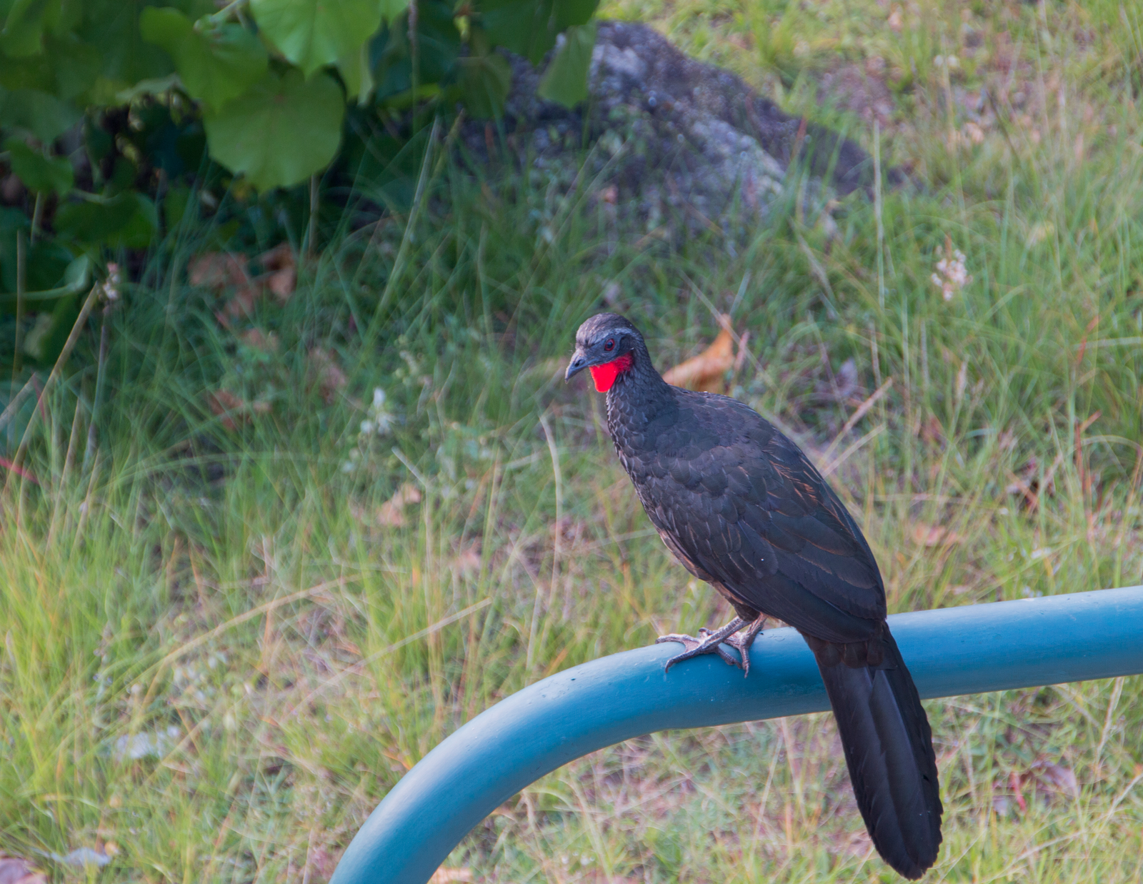 Wild Jacu Bird Coffee - Ethically Sourced Beans | Sea Island Coffee