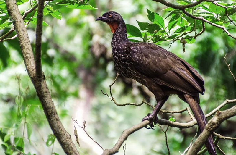 Wild Jacu Bird Coffee - Ethically Sourced Beans | Sea Island Coffee